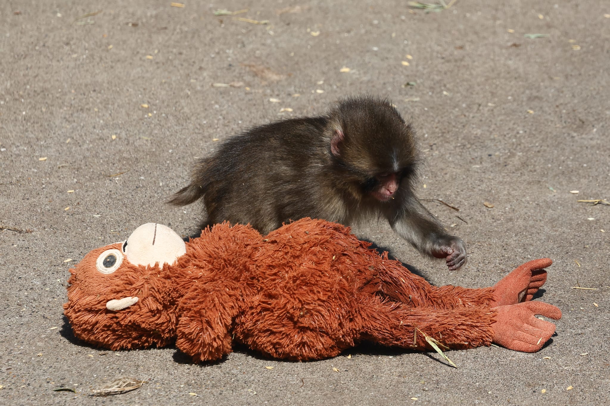 Two Americans arrested after one climbs into punch the monkey's ...