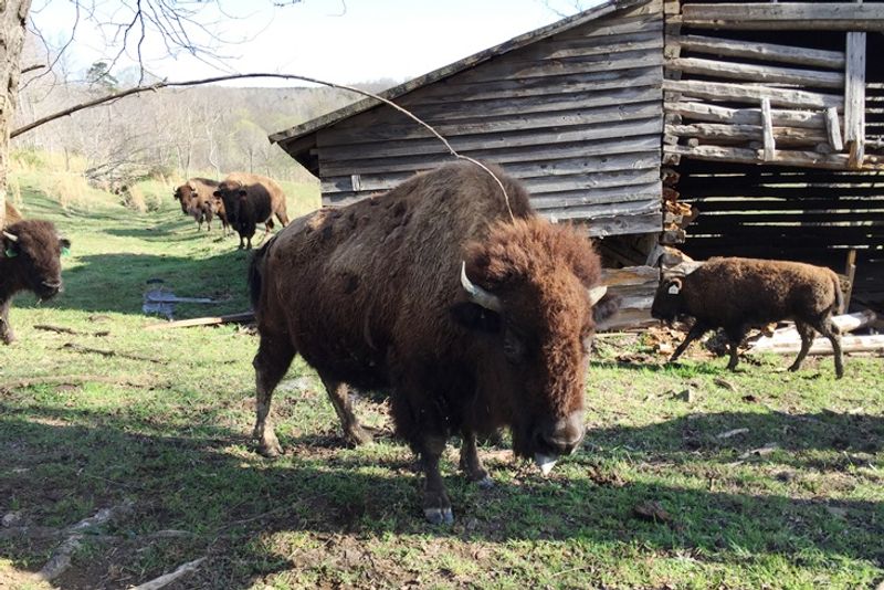 This North Carolina farm raised cows at first then it switched to bison ...