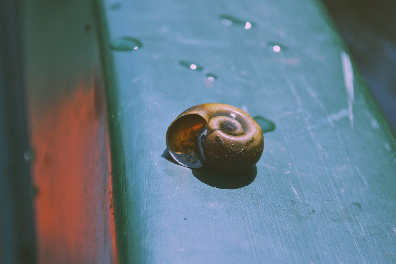 This snail appears harmless, but it is responsible for over 10,000 ...