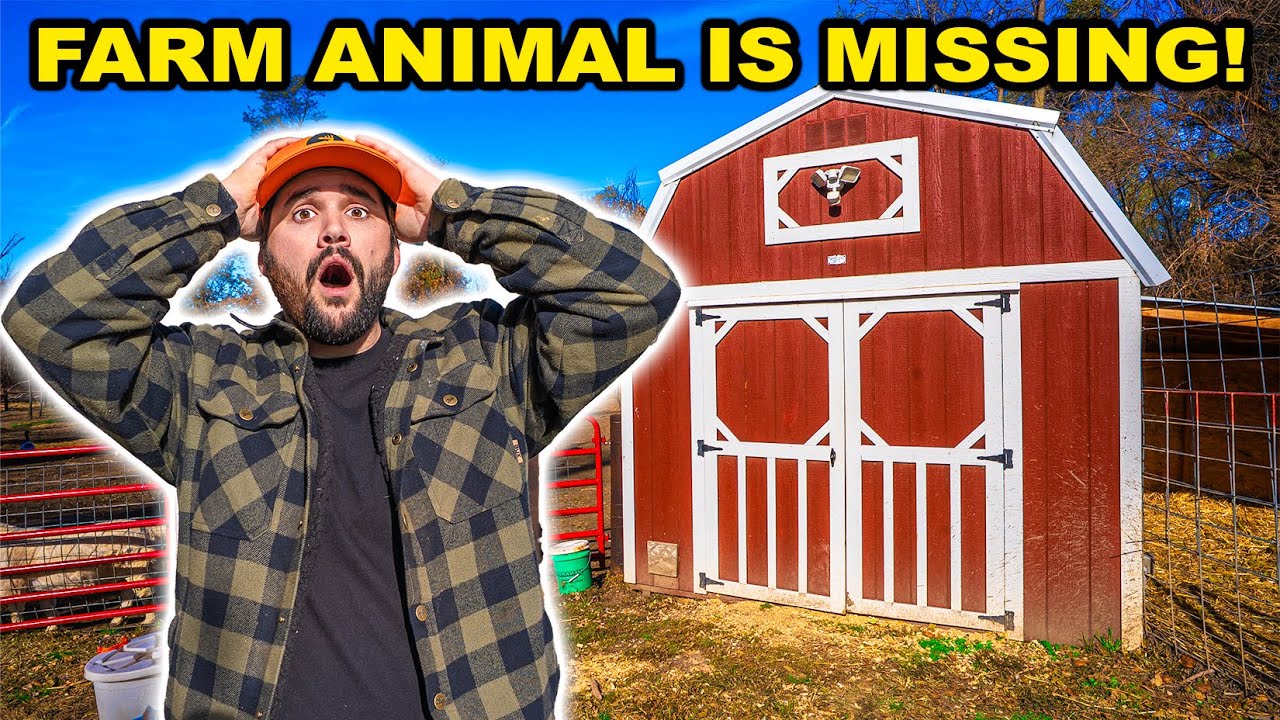 I can't believe my farm animal ran away!