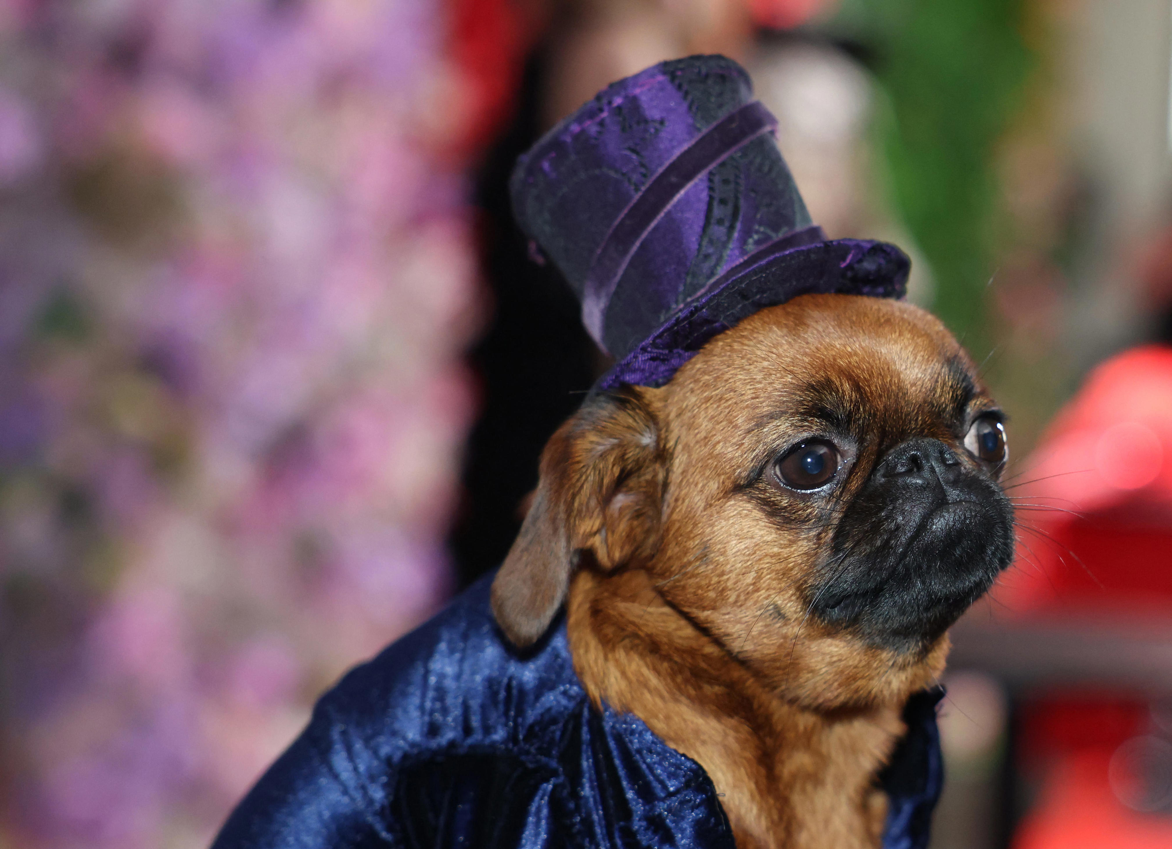 Dogs dressed as celebrities at the 2026 Pet Gala