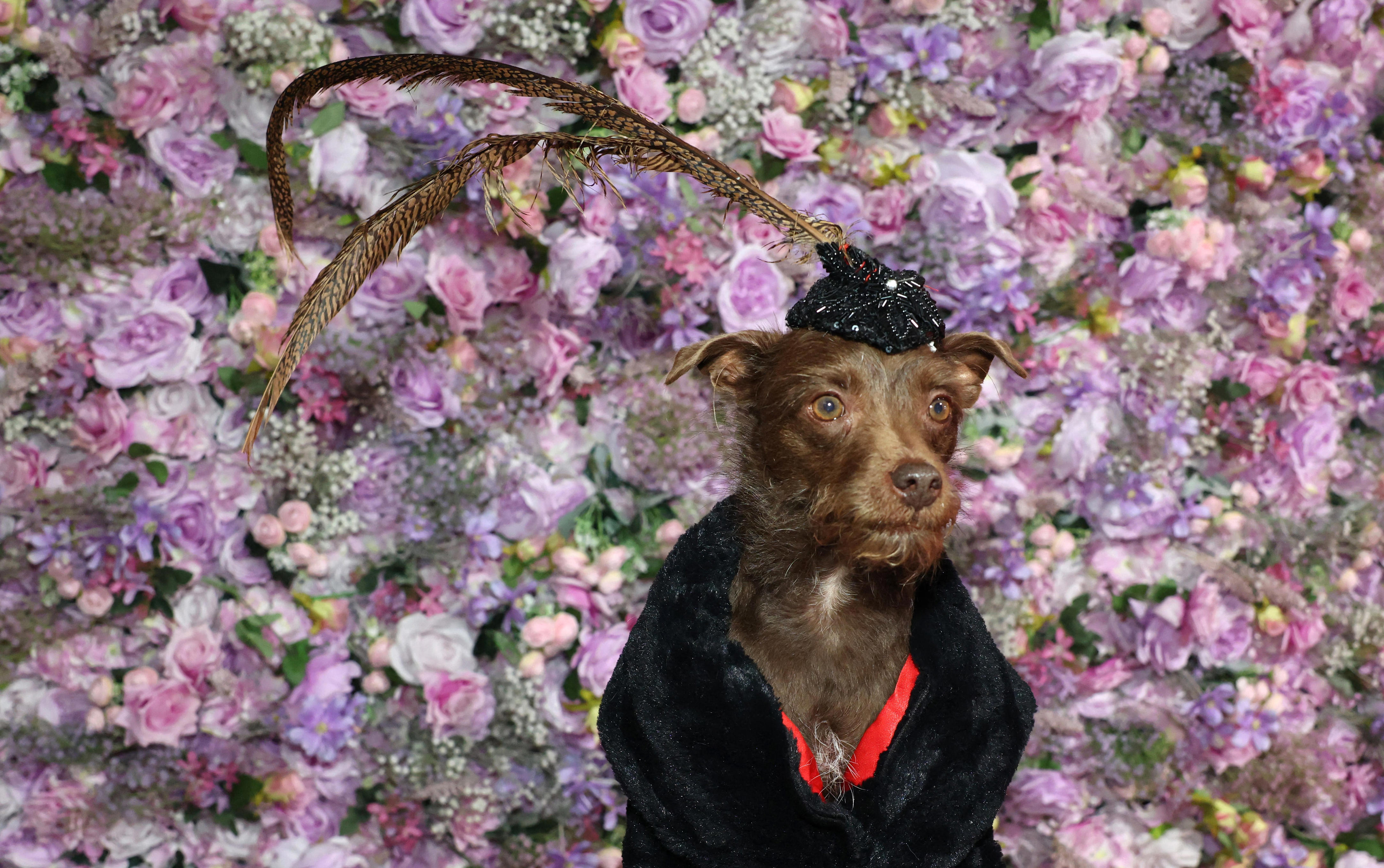 Dogs dressed as celebrities at the 2026 Pet Gala
