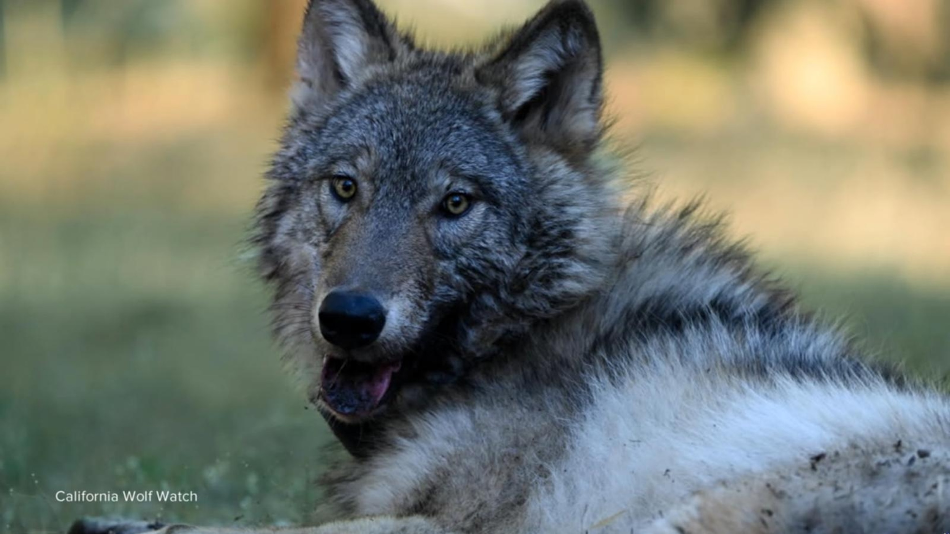 First gray wolf in Sequoia National Park spotted after more than 100 years