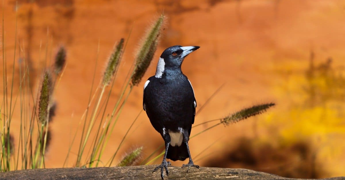 This giant flightless bird has razor-sharp talons built for serious damage