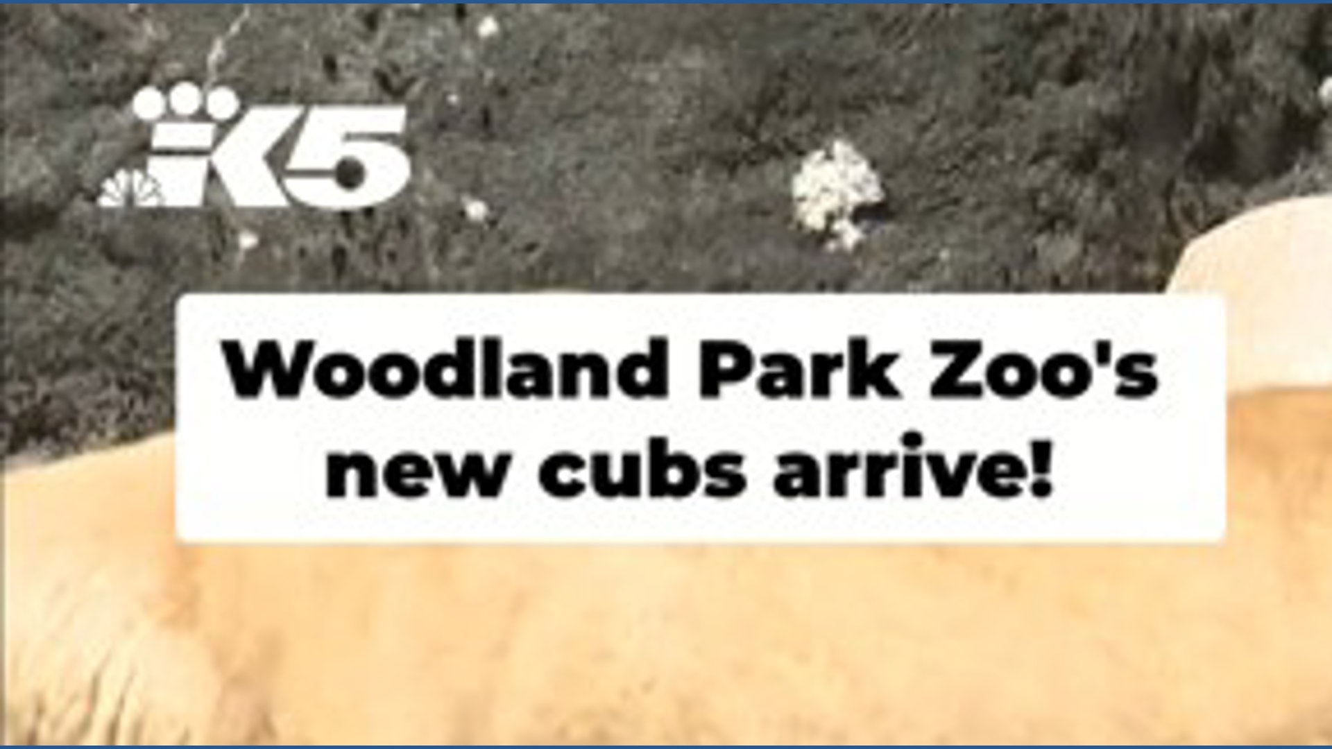 Woodland Park Zoo lion cubs acclimating to outdoor enclosure