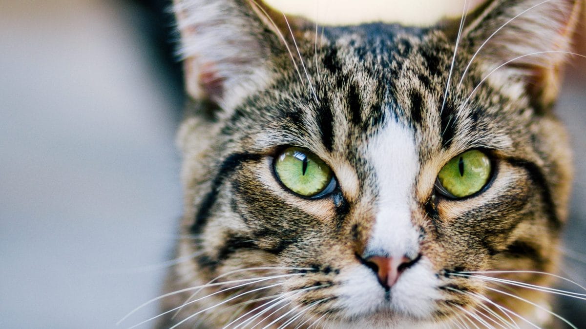 In Campania arriva il primo patentino gatto, il dott. Canale ...