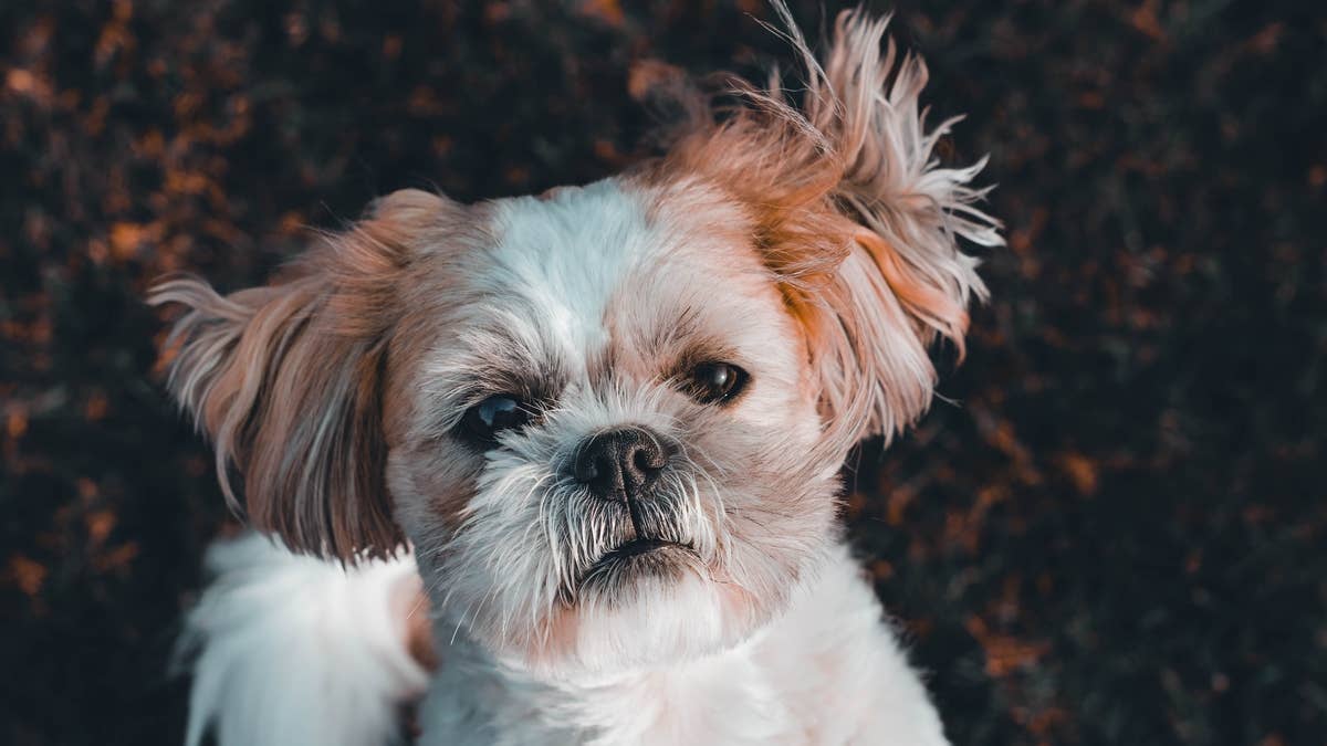 Shih-Tzu with '80s hair throws hilarious 'full-body tantrum'