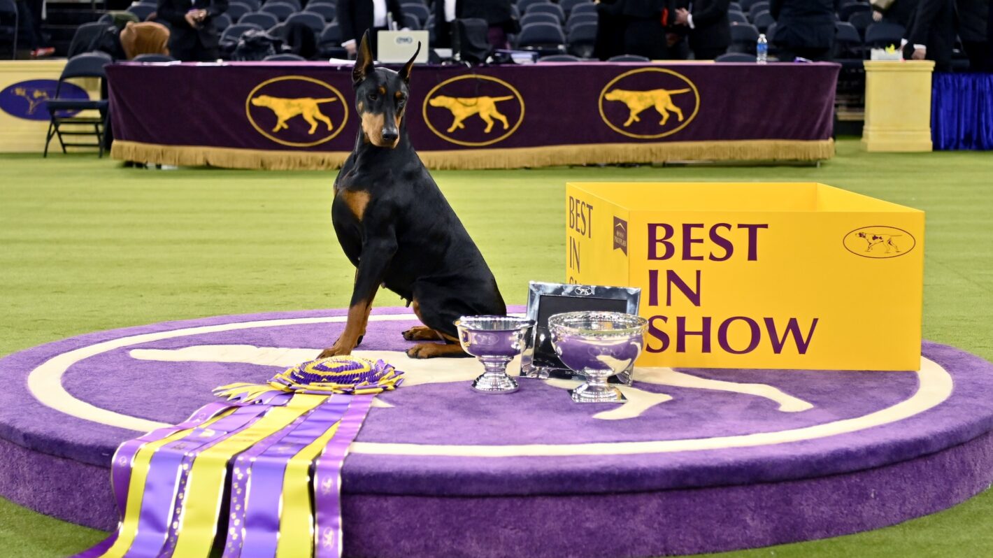 What to know about the Westminster Kennel Club Dog Show’s move to Netflix