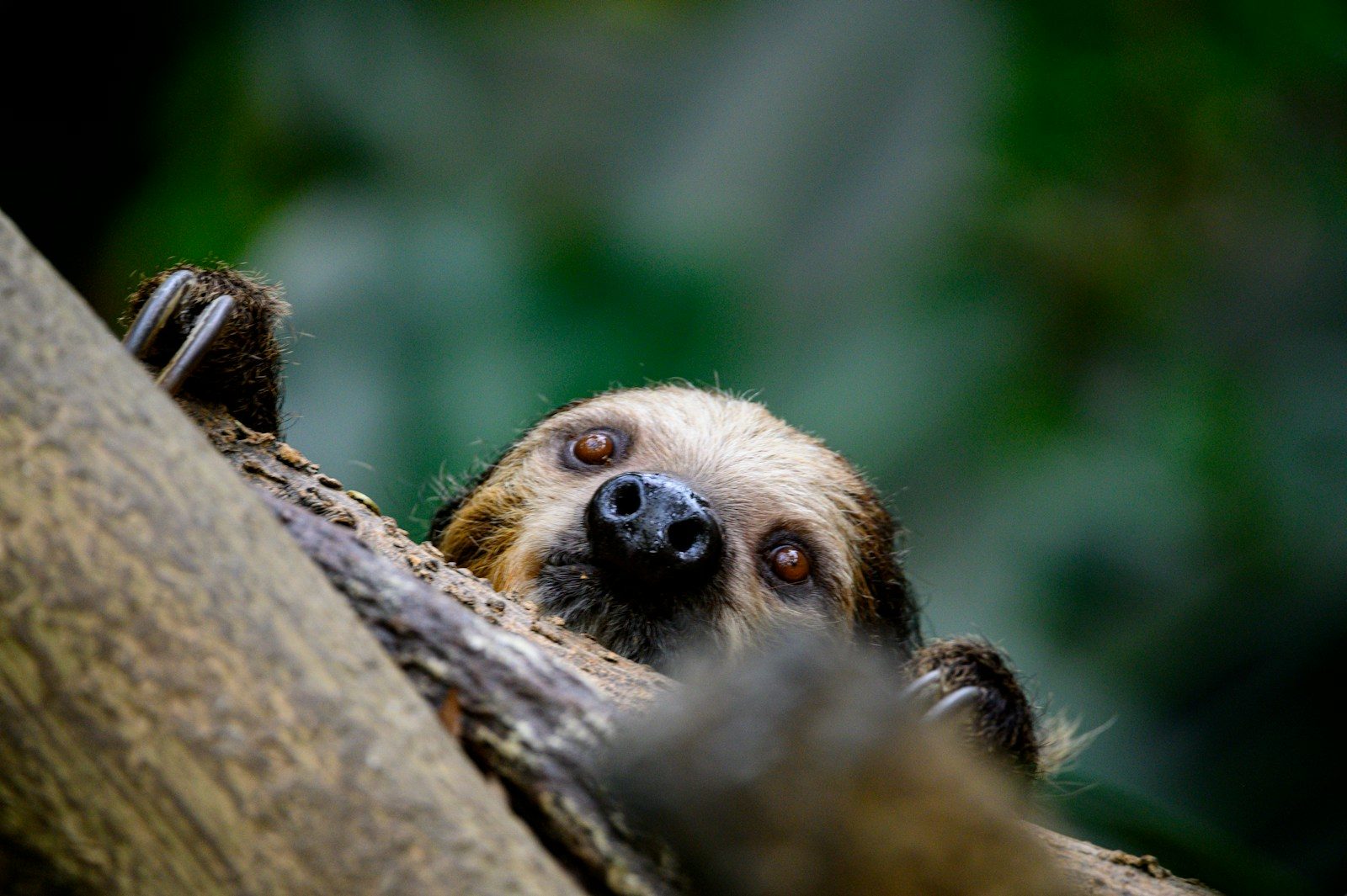 7 countries where wildlife watching feels like a real-life nature ...