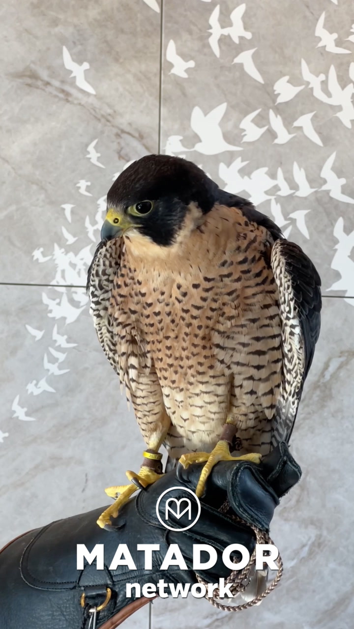 How the Peregrine Fund in Boise, Idaho, conserves endangered raptors