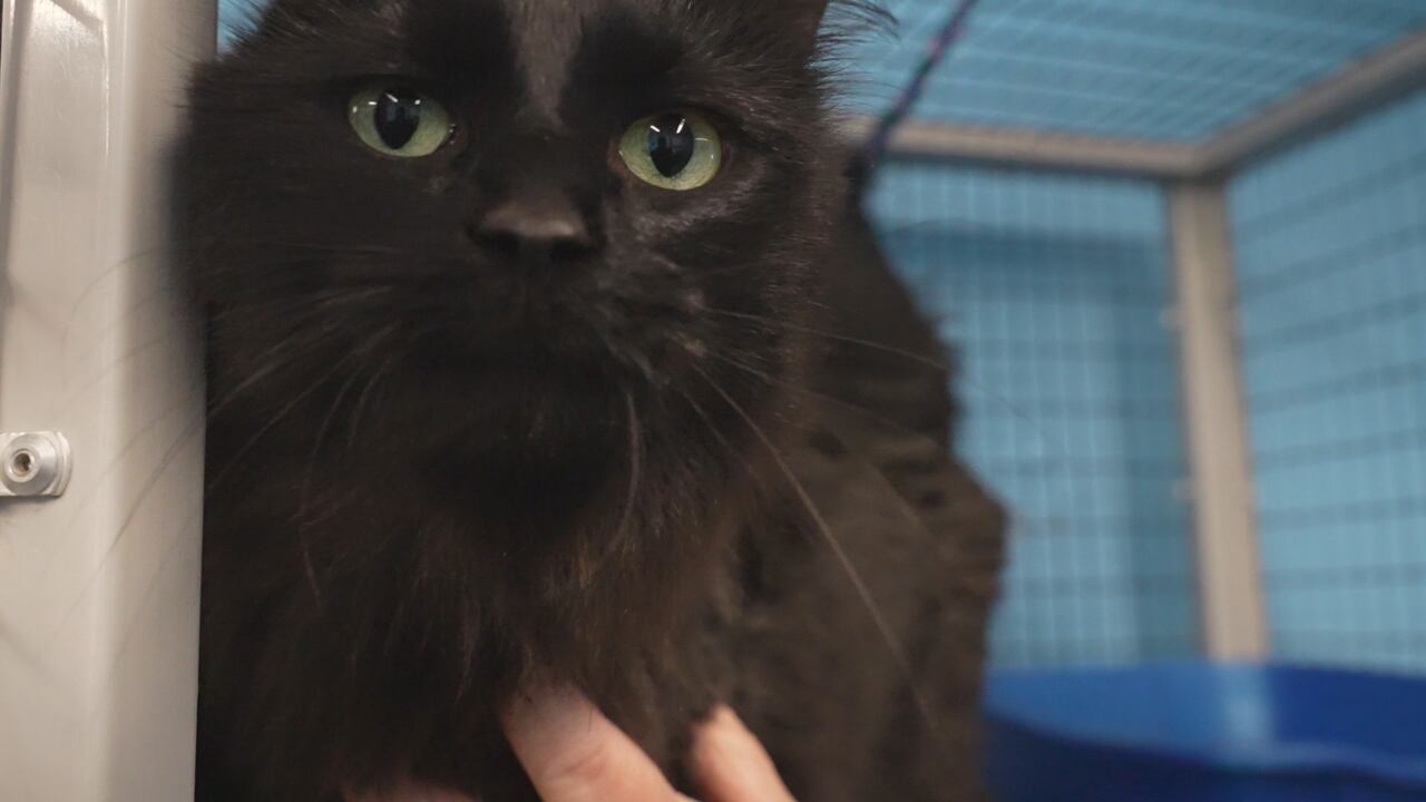 Pet of the week: Lexi the domestic short hair