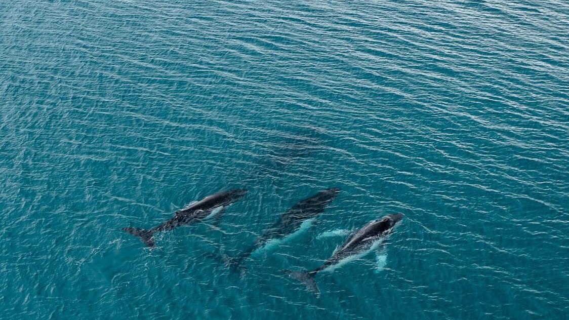 Researchers uncover longest whale journey ever documented with fluke photos