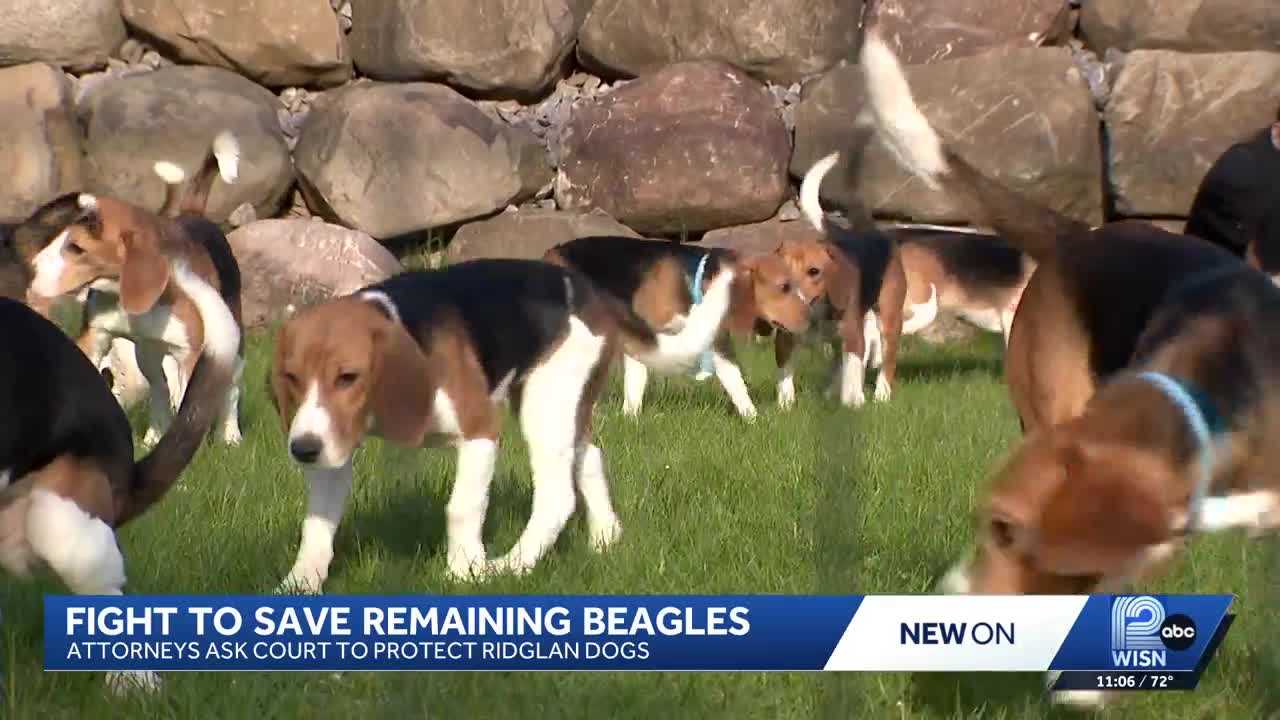 500 beagles remain at Ridglan Farms as attorneys fight to save them