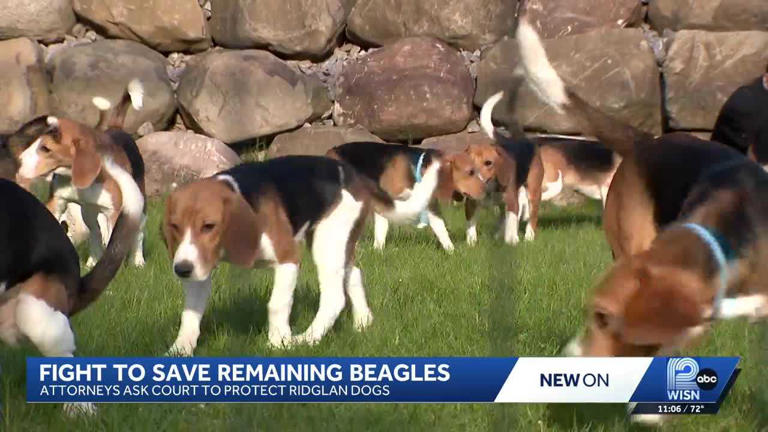 Beagle breeding facility Ridglan Farms to close after dog transfer