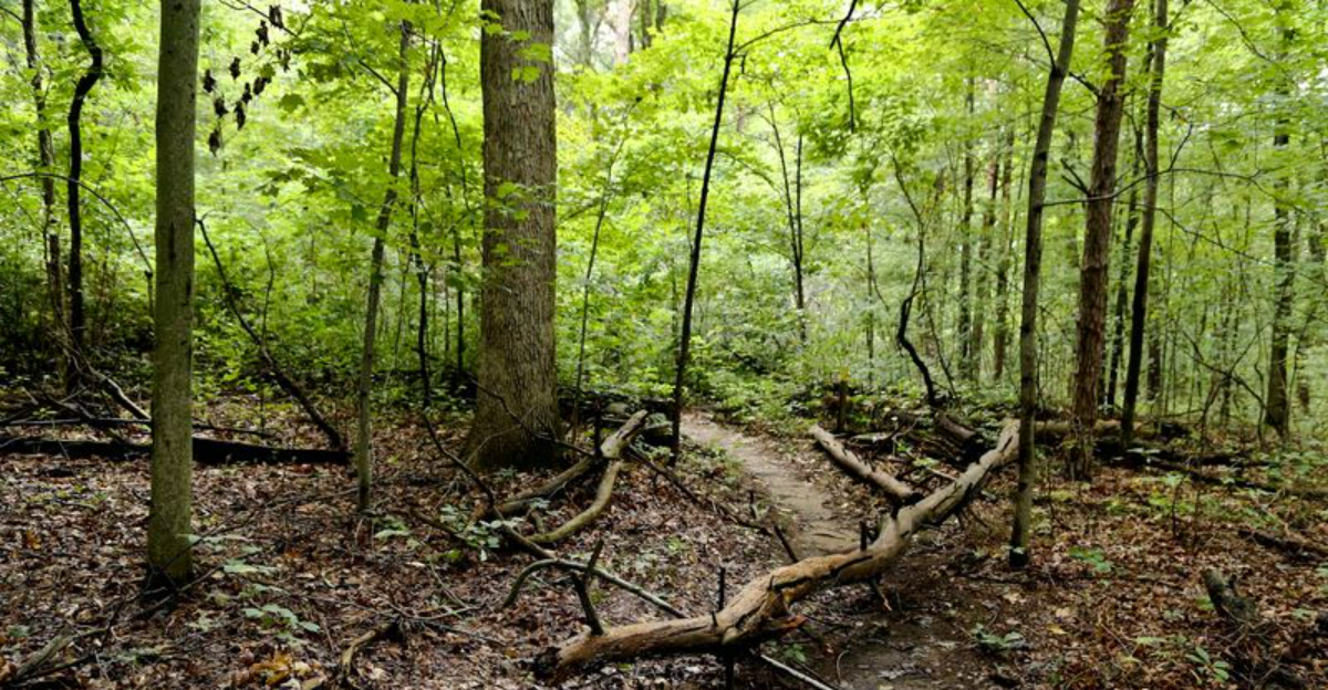 The secret Indiana woods hiding pre-colonial era trees most locals have ...