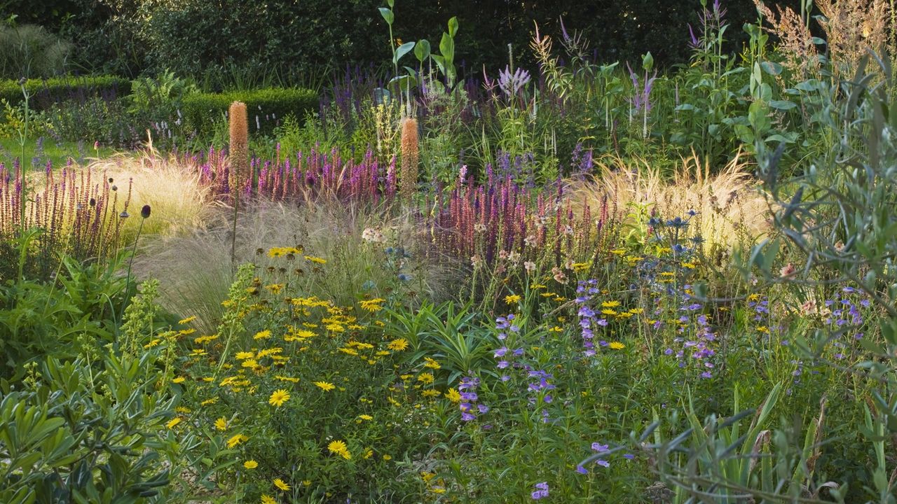 6 self-seeding plants that will quietly fill your yard with effortless ...