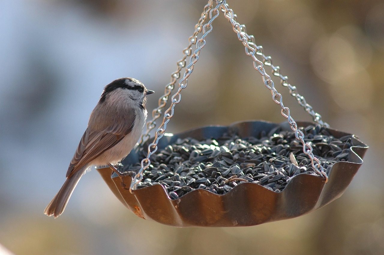 The 5-7-9 bird feeder rule helps attract more birds to your yard