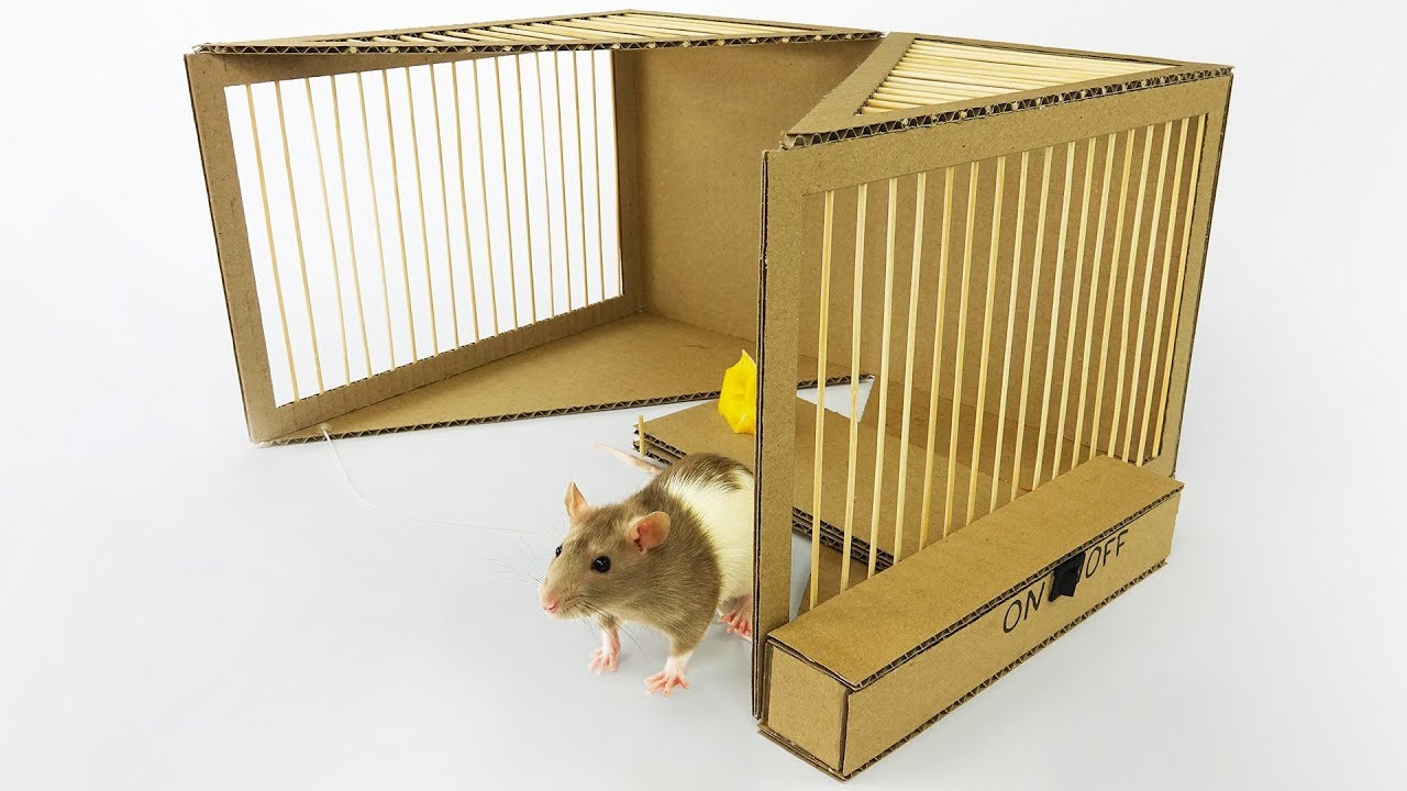 DIY simple rat trap from cardboard