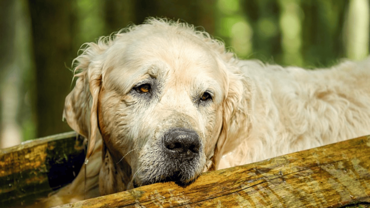 Signs your dog might need mental stimulation, not just another walk ...