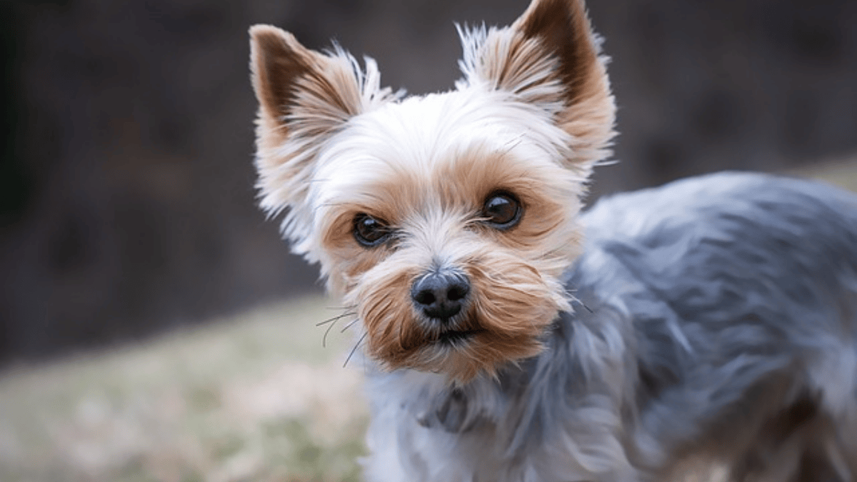 Signs your dog might need mental stimulation, not just another walk ...