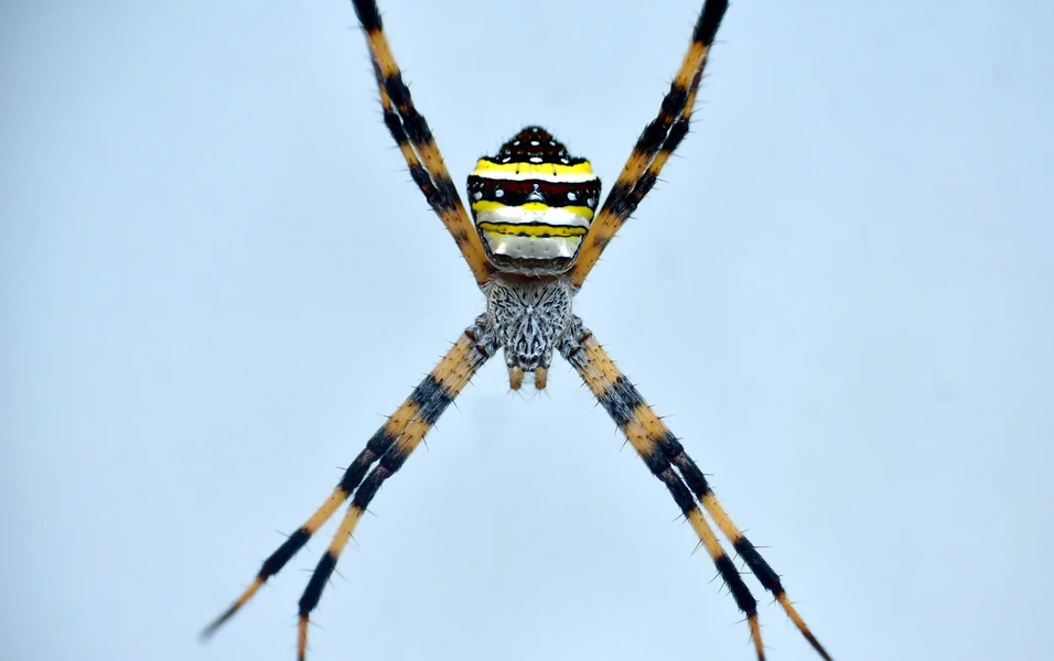 New spider species and artificial egg breakthrough revealed