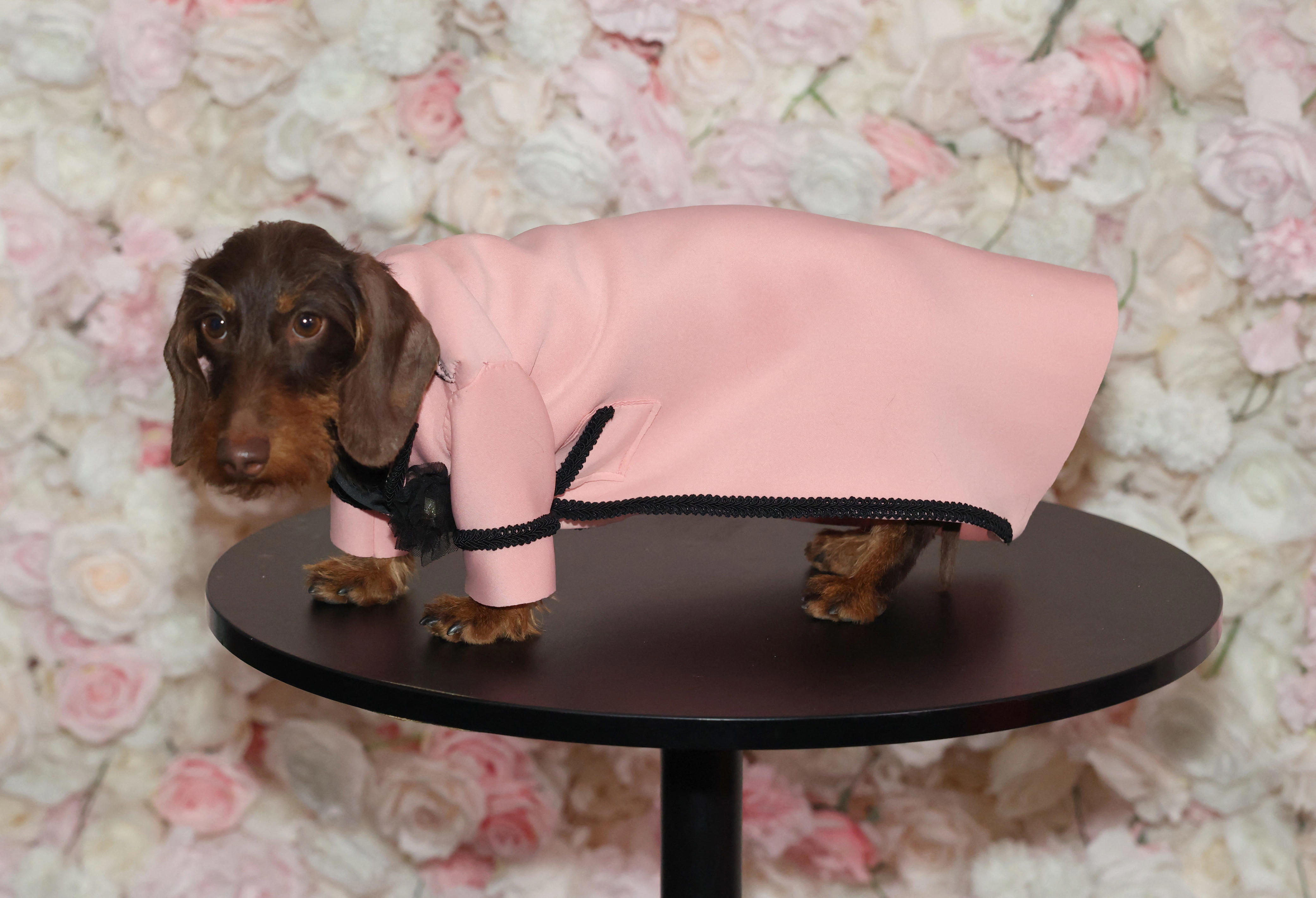 Dogs dressed as celebrities at the 2026 Pet Gala