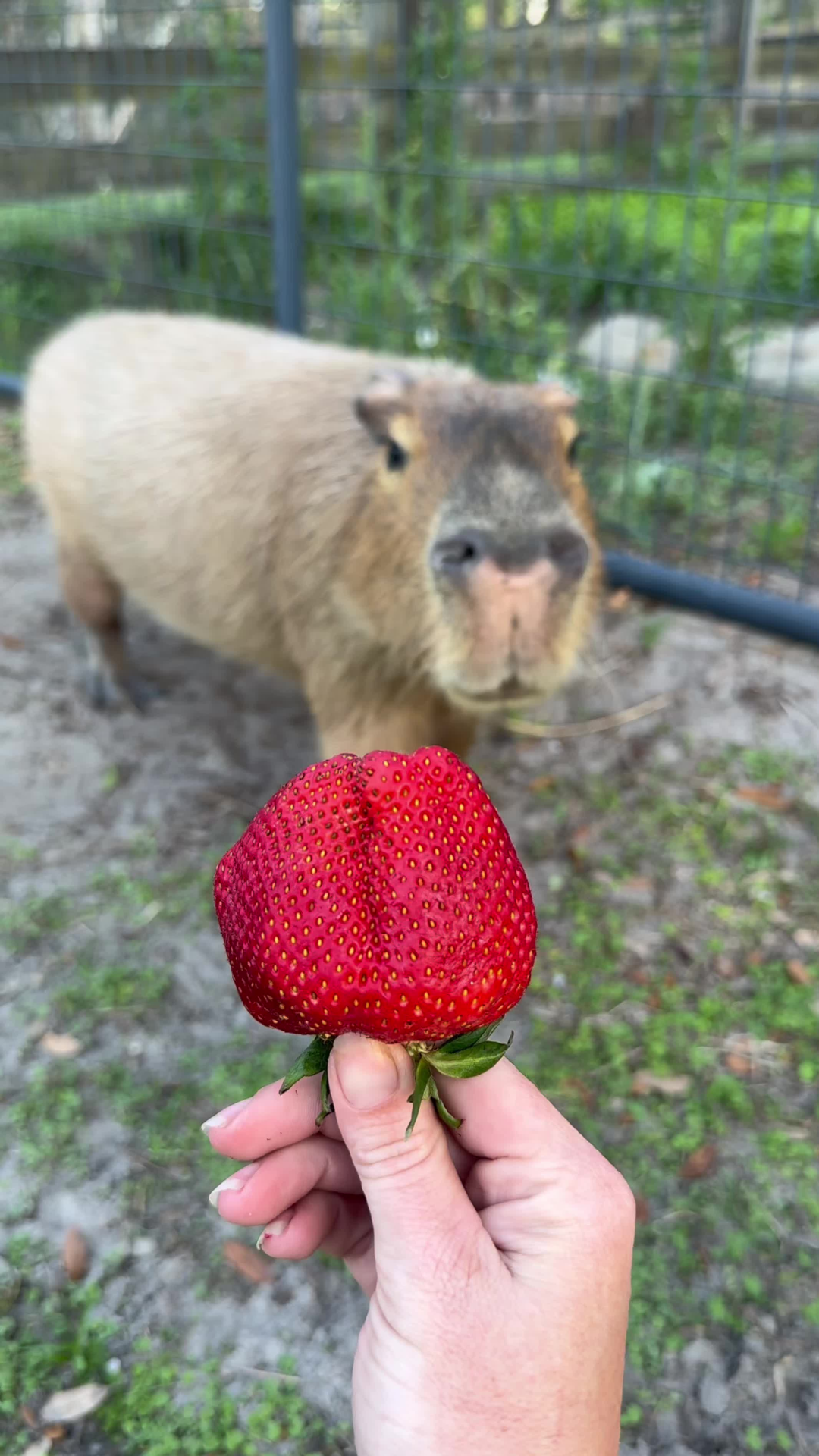 Pumpkin the capybara might love strawberries more than anyone