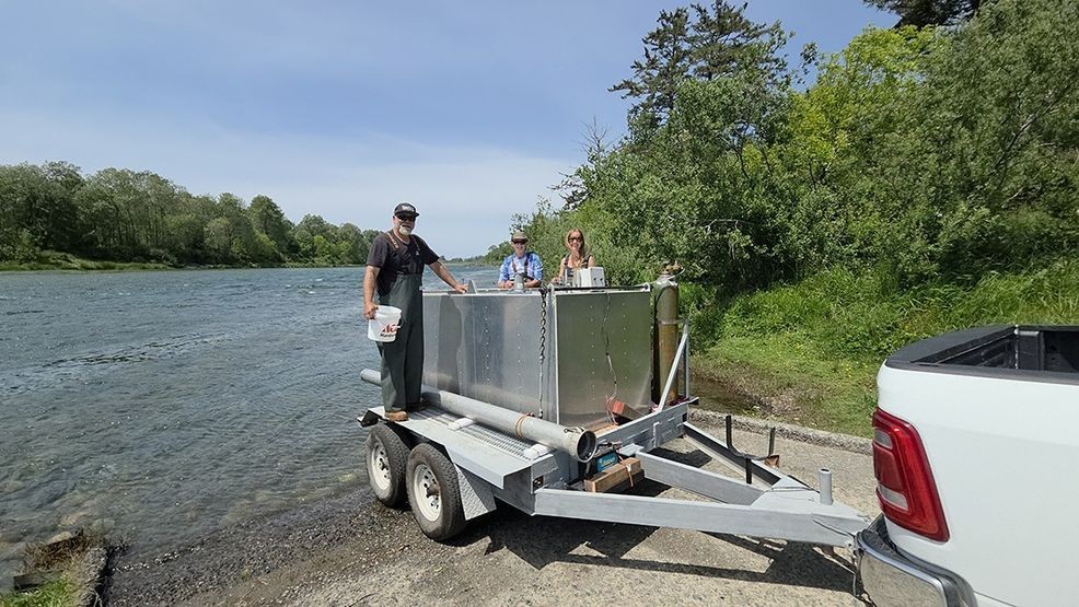 Tolowa Dee-ni’ Nation releases 25,000 juvenile Chinook into lower Smith ...