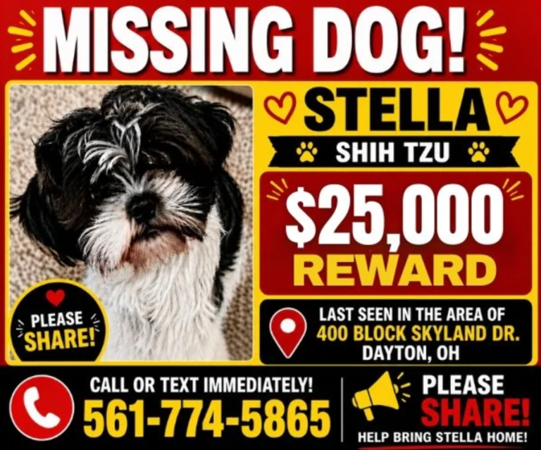 $25k reward offered for local missing Shih Tzu
