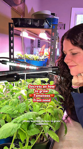 How to grow tomatoes from seed