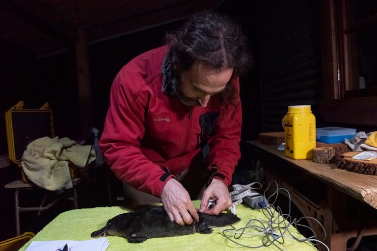 An Australian icon, the platypus is struggling — and scientists still ...