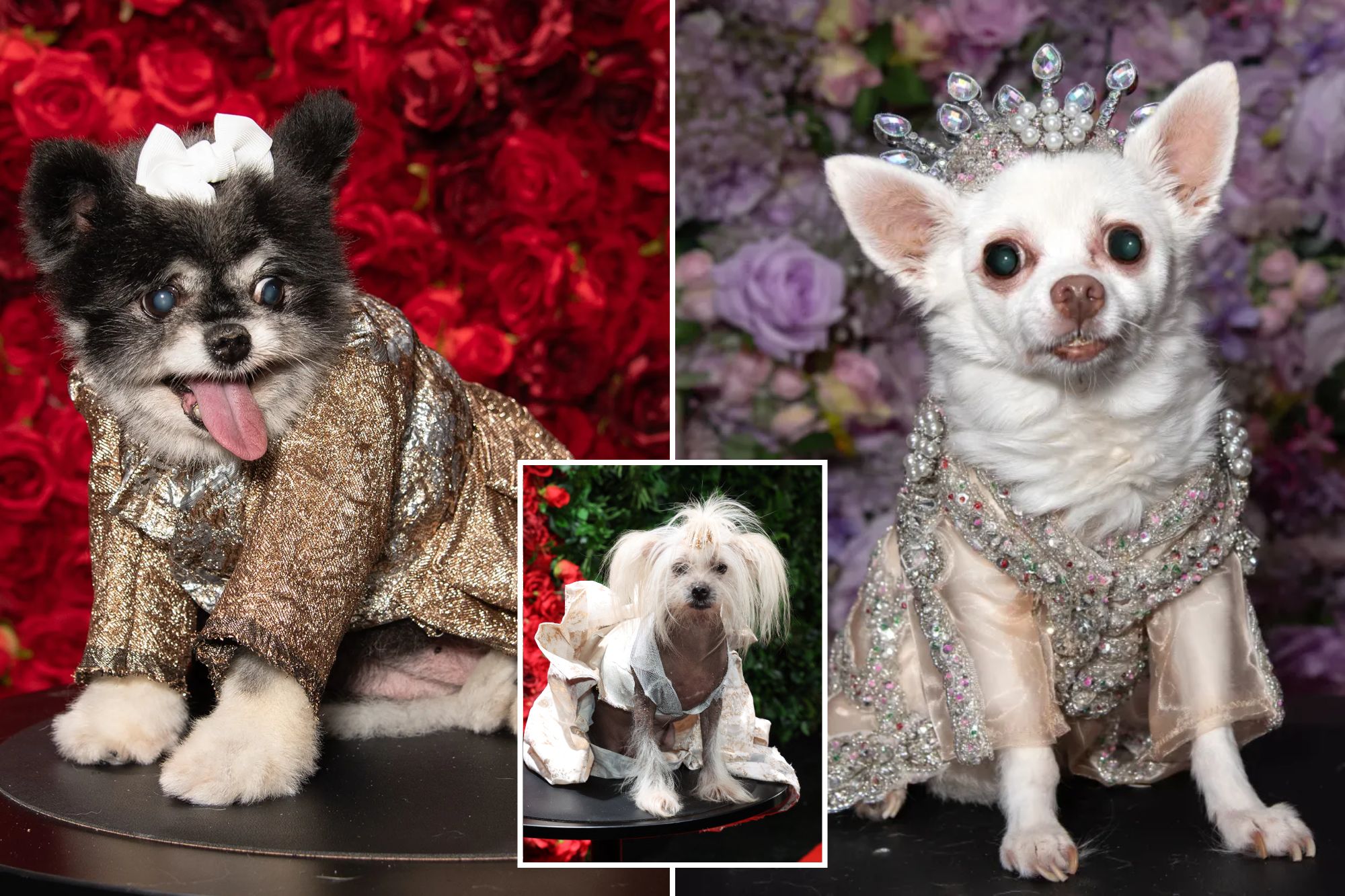 Haute dog couture! NYC pups adorably pose in luxe Met Gala-inspired ...