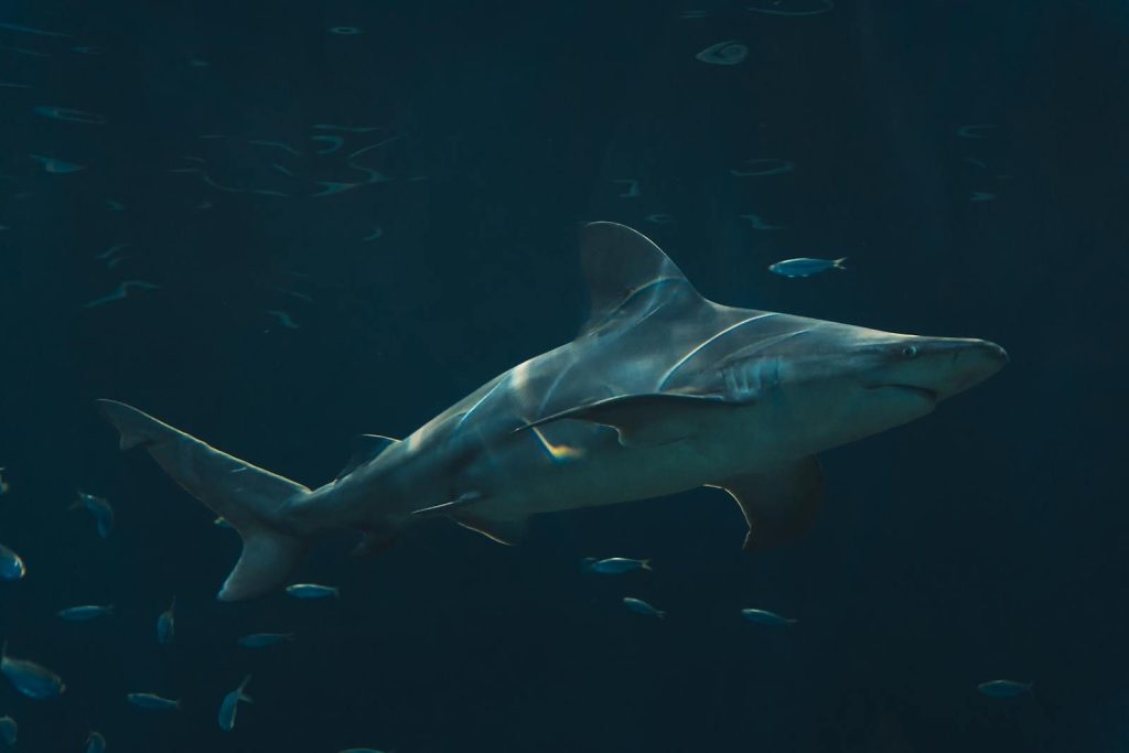 Could you survive a megalodon attack?
