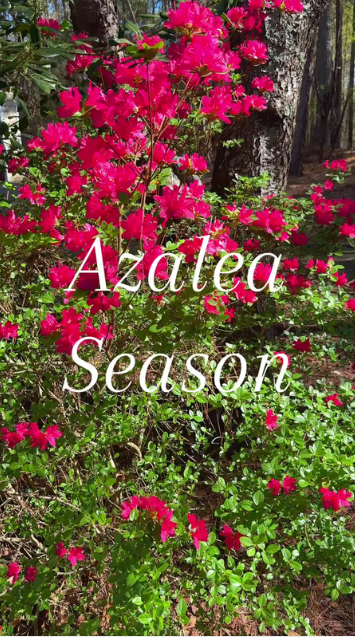 My azalea is finally in full bloom