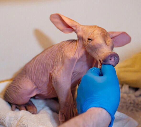 Super cute pictures as Britain's only baby aardvark born at UK's best zoo