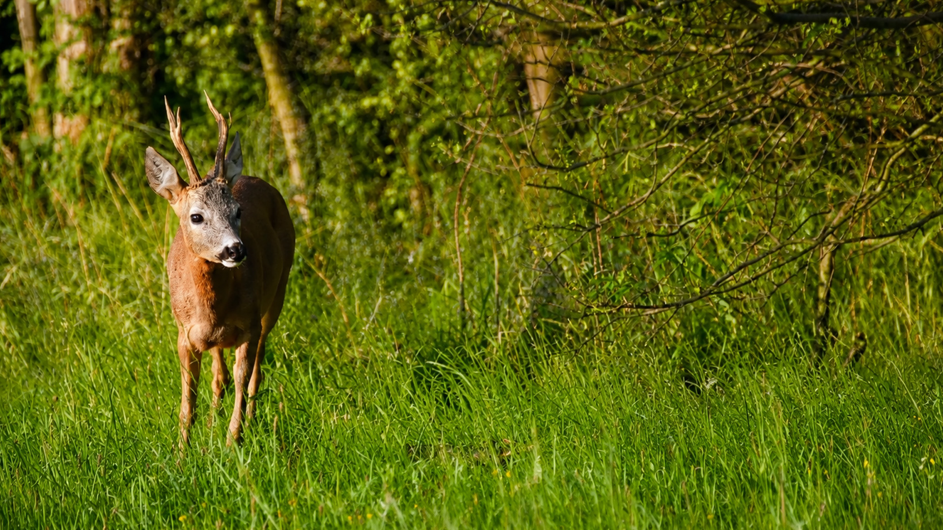 Etwas trat aus dem Wald und beobachtete die Kamera