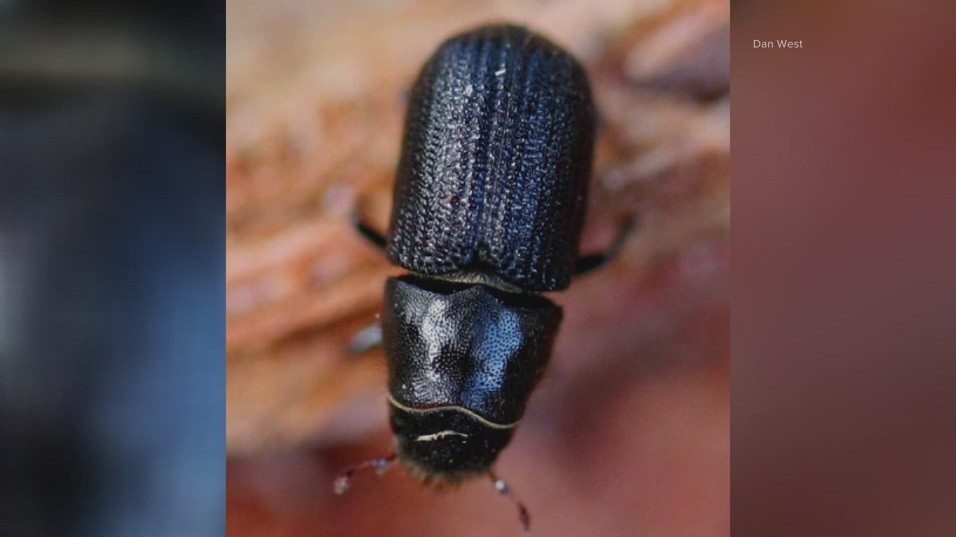 Uptick in mountain bark beetle damaging trees along Front Range, CSU says