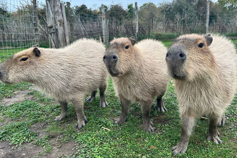 The Surrey farm park where kids can meet cute capybaras including 5 ...