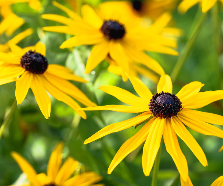6 self-seeding plants that will quietly fill your yard with effortless ...