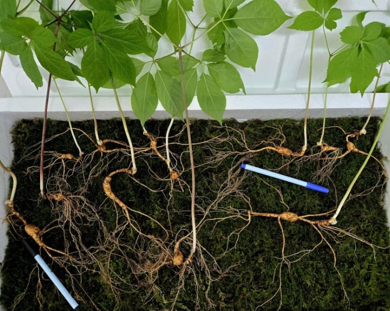 Jirisan yields 243 million won wild mountain ginseng