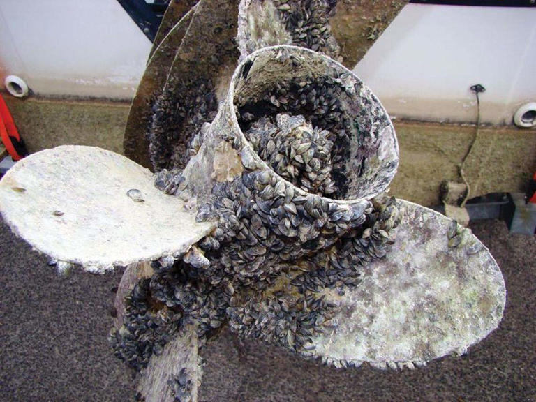 Boaters are crucial to keeping golden mussels from Valley watershed ...
