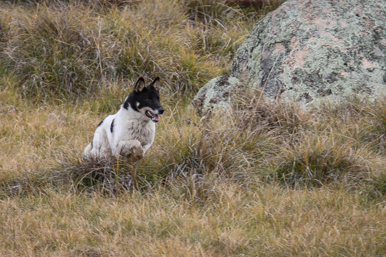 Aussies called to action over future of iconic animal in national parks ...
