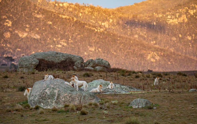 Aussies called to action over future of iconic animal in national parks ...