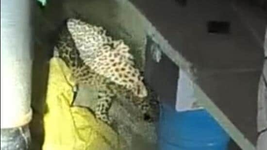 Villagers kill female panther in Bharatpur, try to burn body during ...