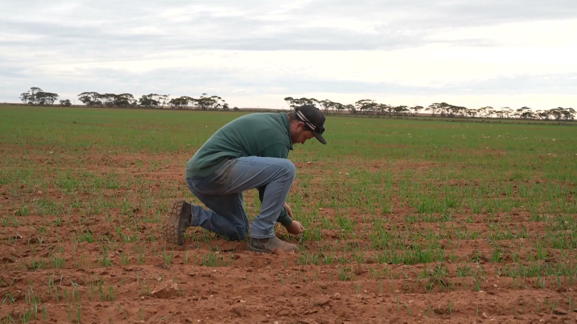 South Australia farmers optimistic for next crop despite locust swarm ...