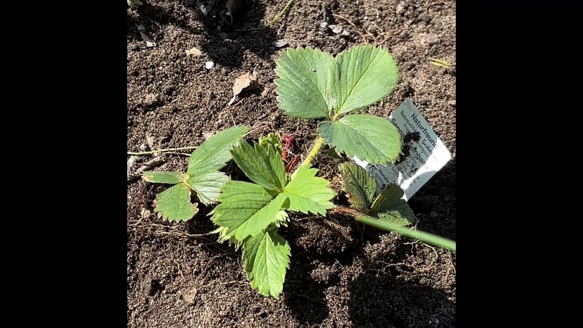 Obst-Biotop Kongresshalle: Wo auch Erdbeeren wachsen