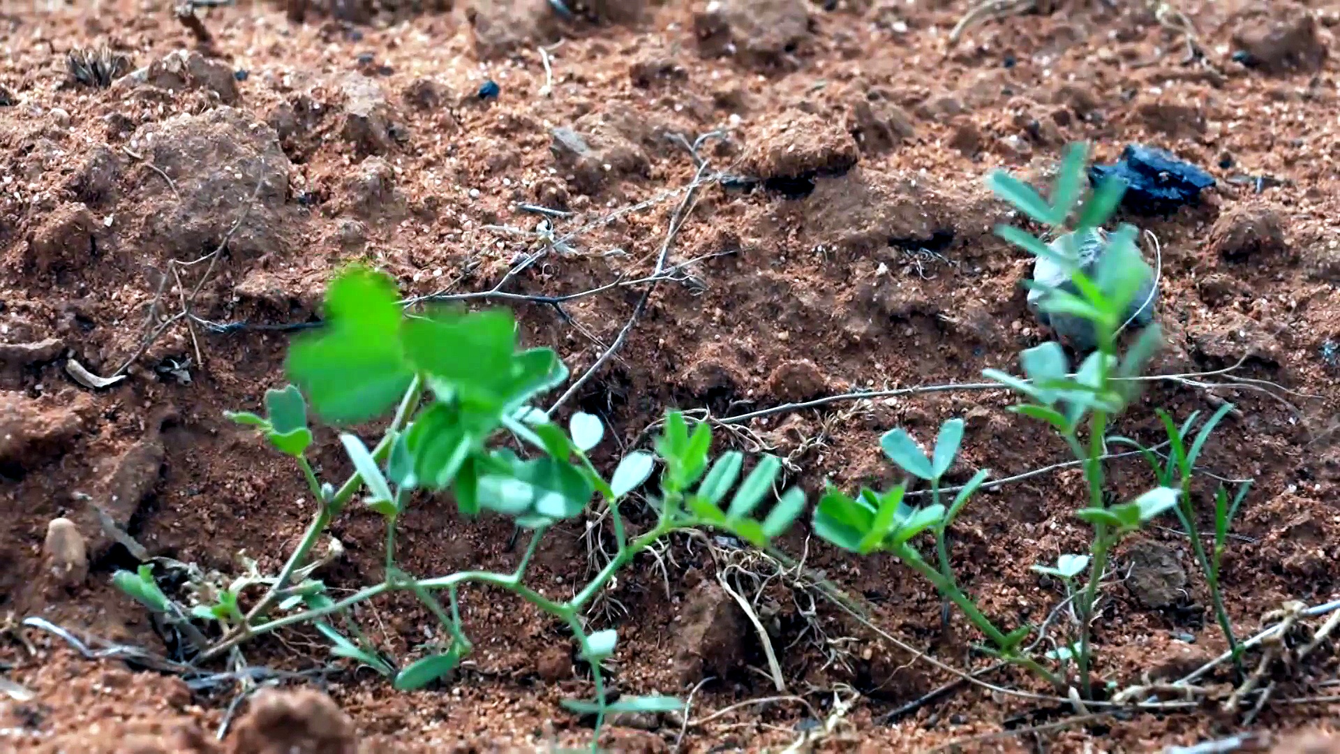 South Australia farmers optimistic for next crop despite locust swarm ...