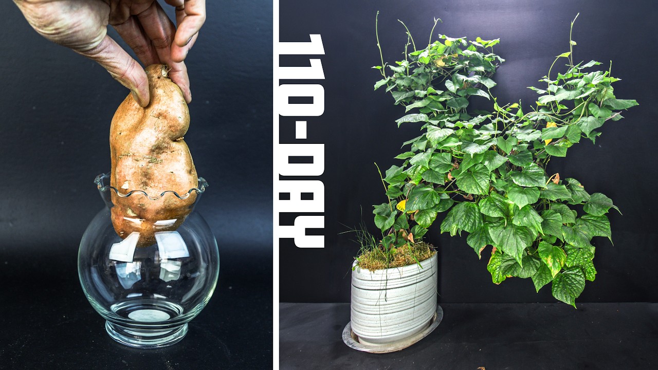 I grew a sweet potato into a bonsai (time-lapse)