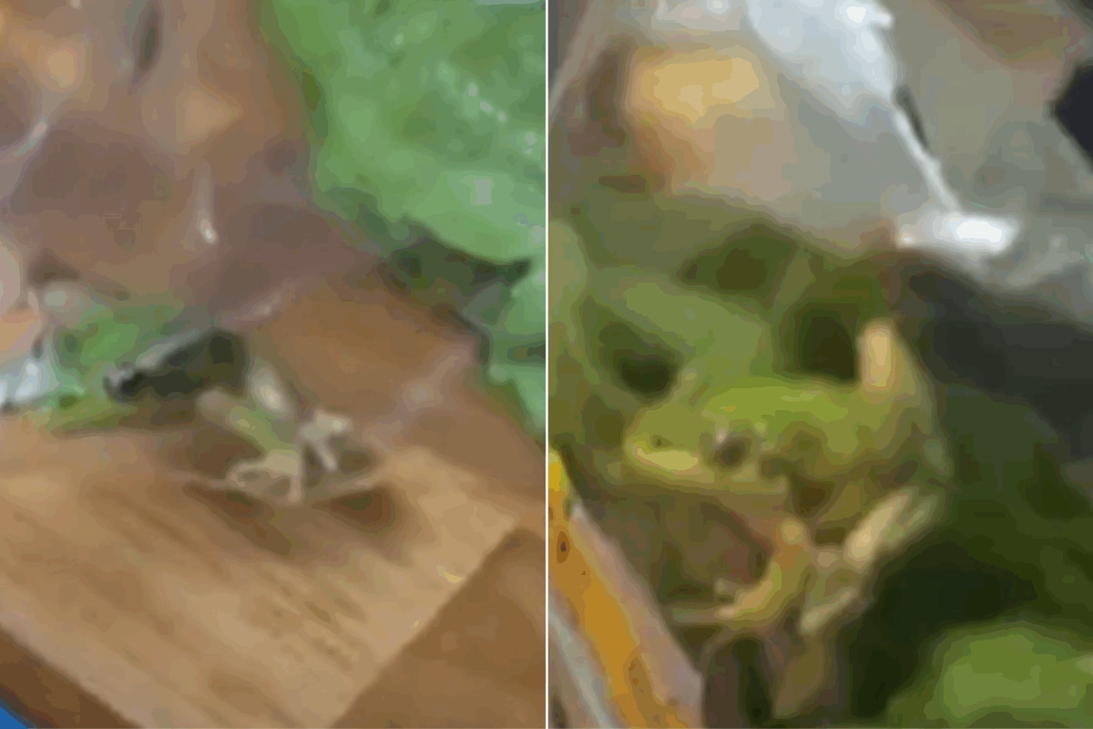 Shocking find: Live frog hidden in supermarket lettuce stuns Australian ...