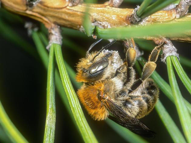 Wildbienen-Paradies mitten in München – aus Versehen